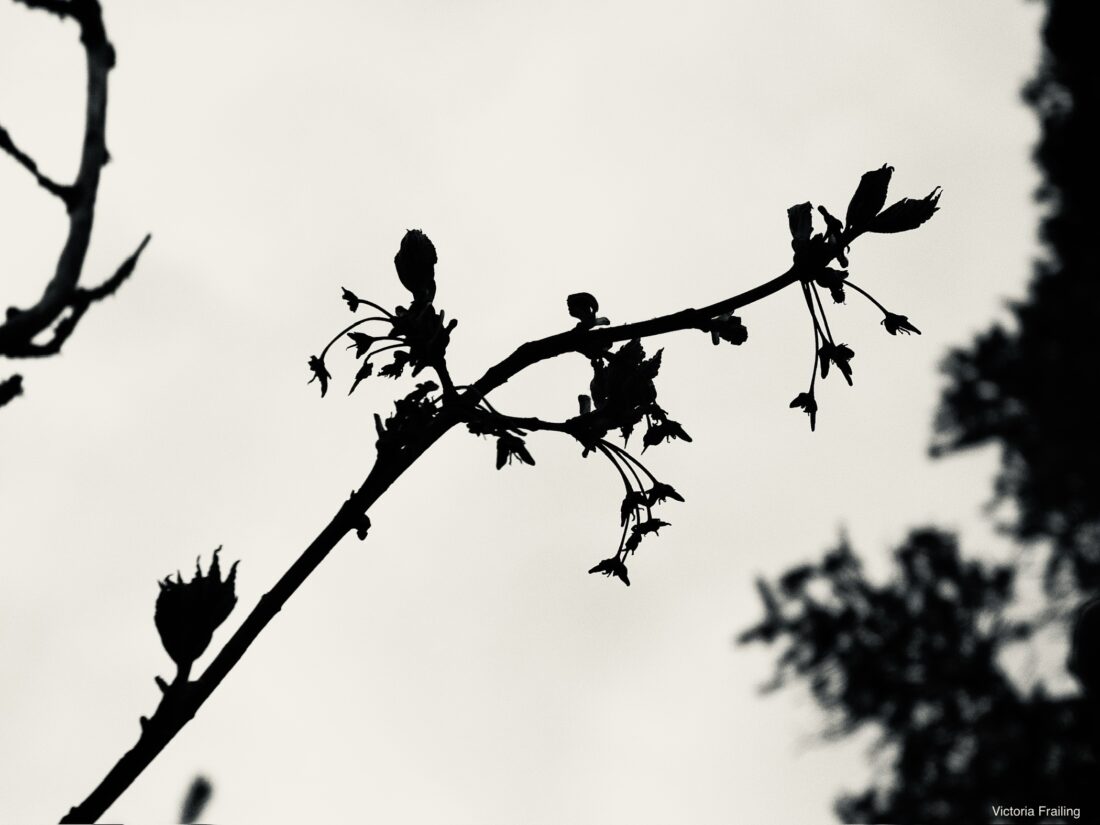 Study in contrasts | News, Sports, Jobs - The Mining Journal